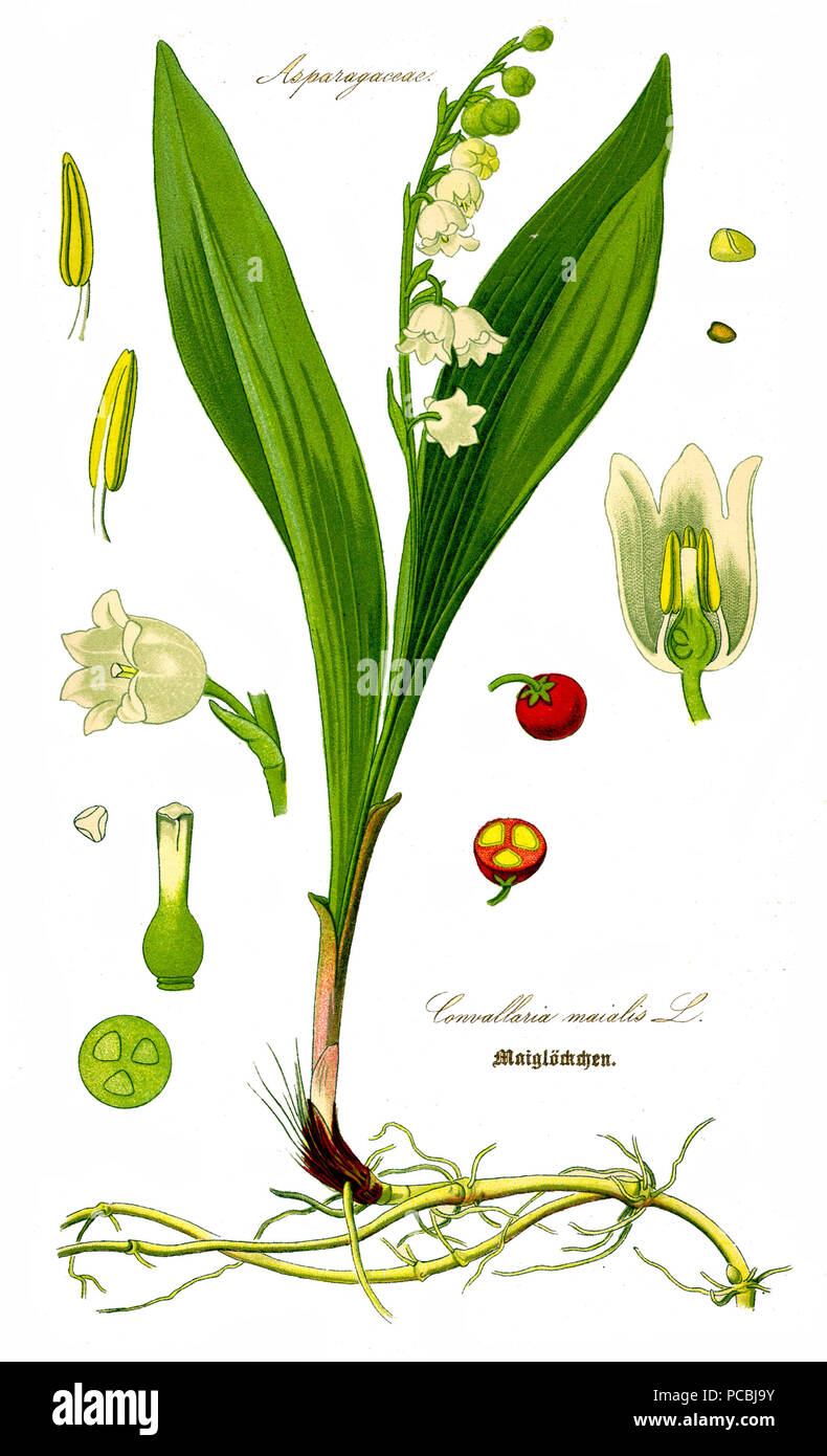 25 Illustration Convallaria majalis0a Stock Photo - Alamy