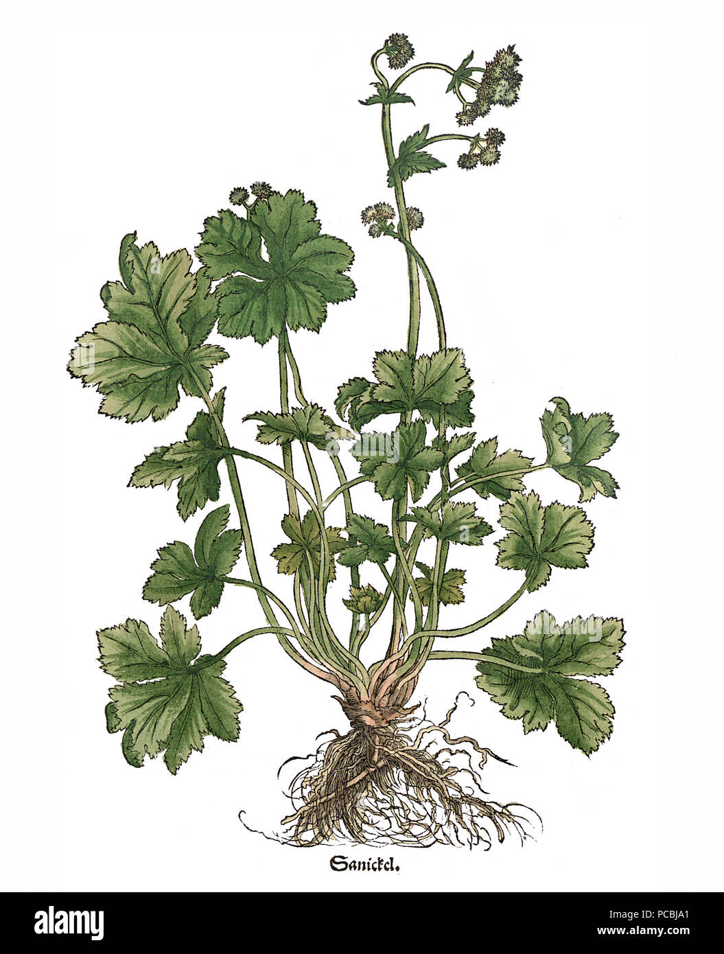 Brunfels hi-res stock photography and images - Alamy