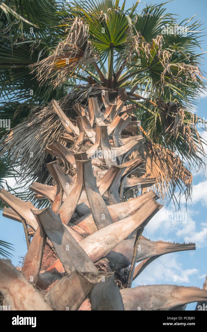 Low angle shot coconut trees hi-res stock photography and images - Alamy