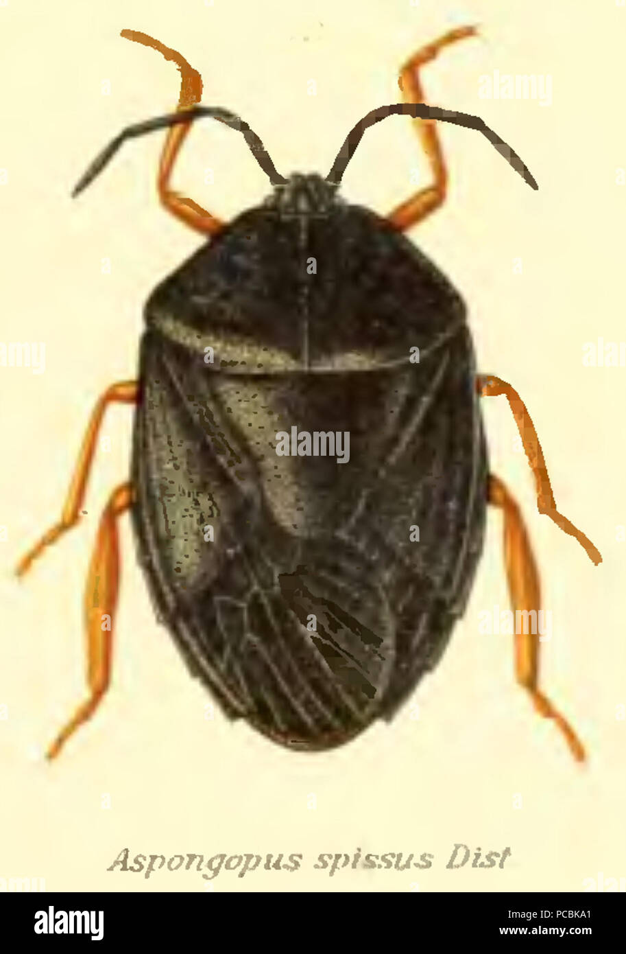 Aspongopus hi-res stock photography and images - Alamy