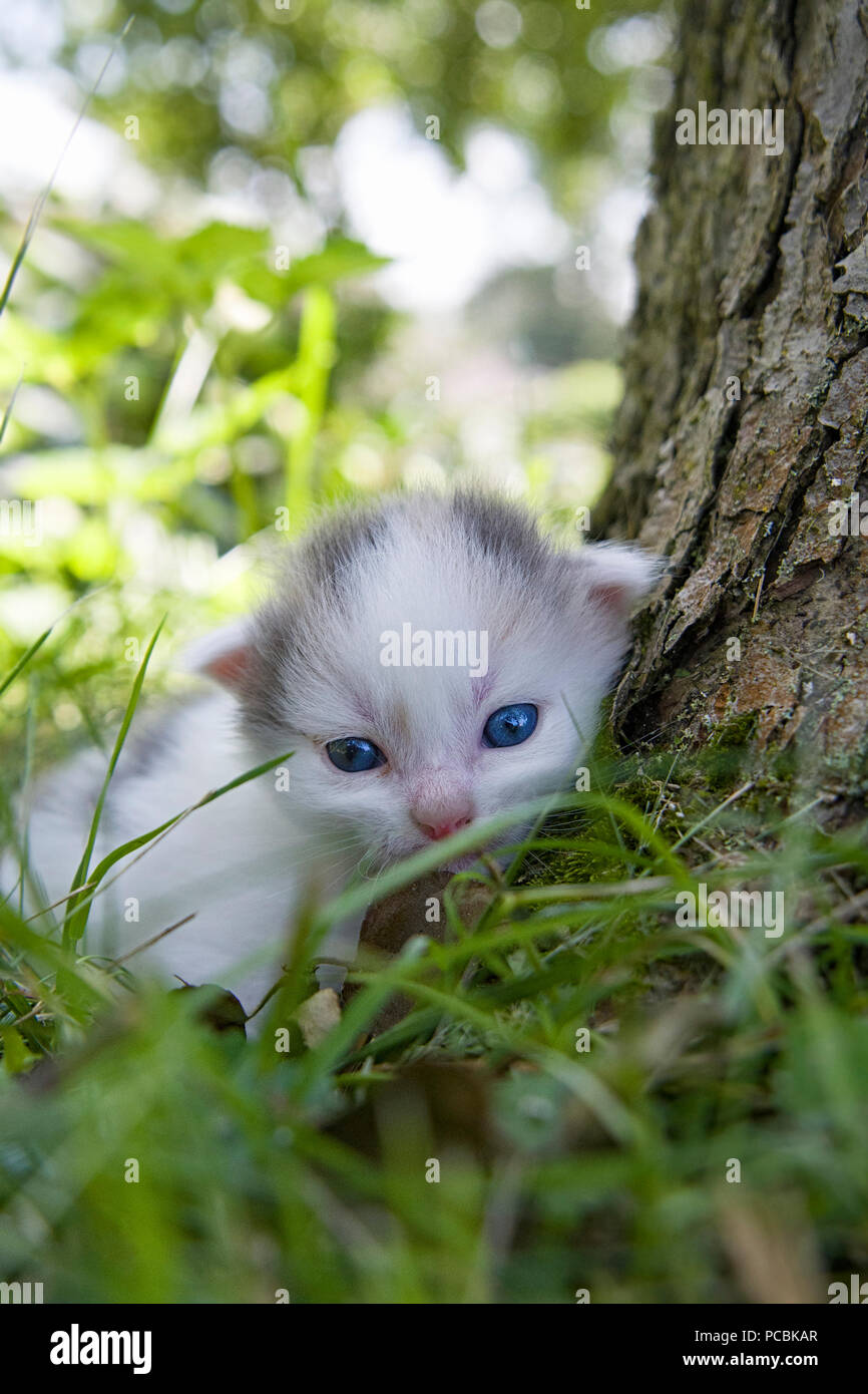 Kittens on tree hi-res stock photography and images - Alamy