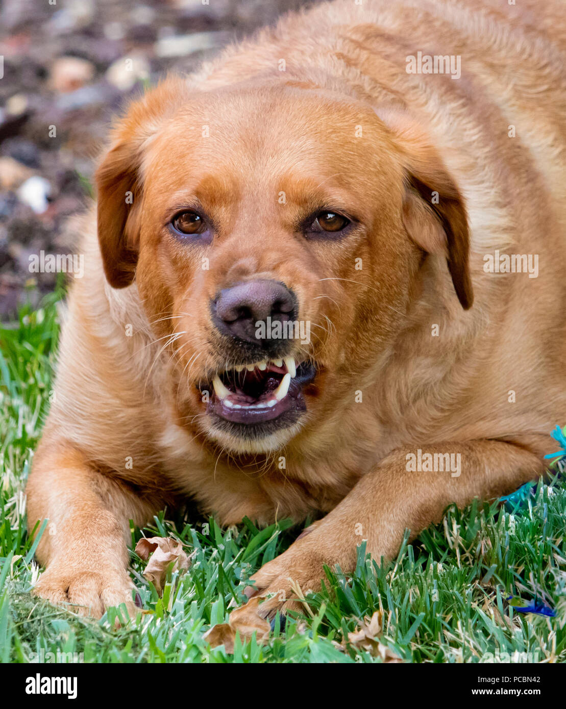 Angry Dog Mouth High Resolution Stock Photography and Images - Alamy