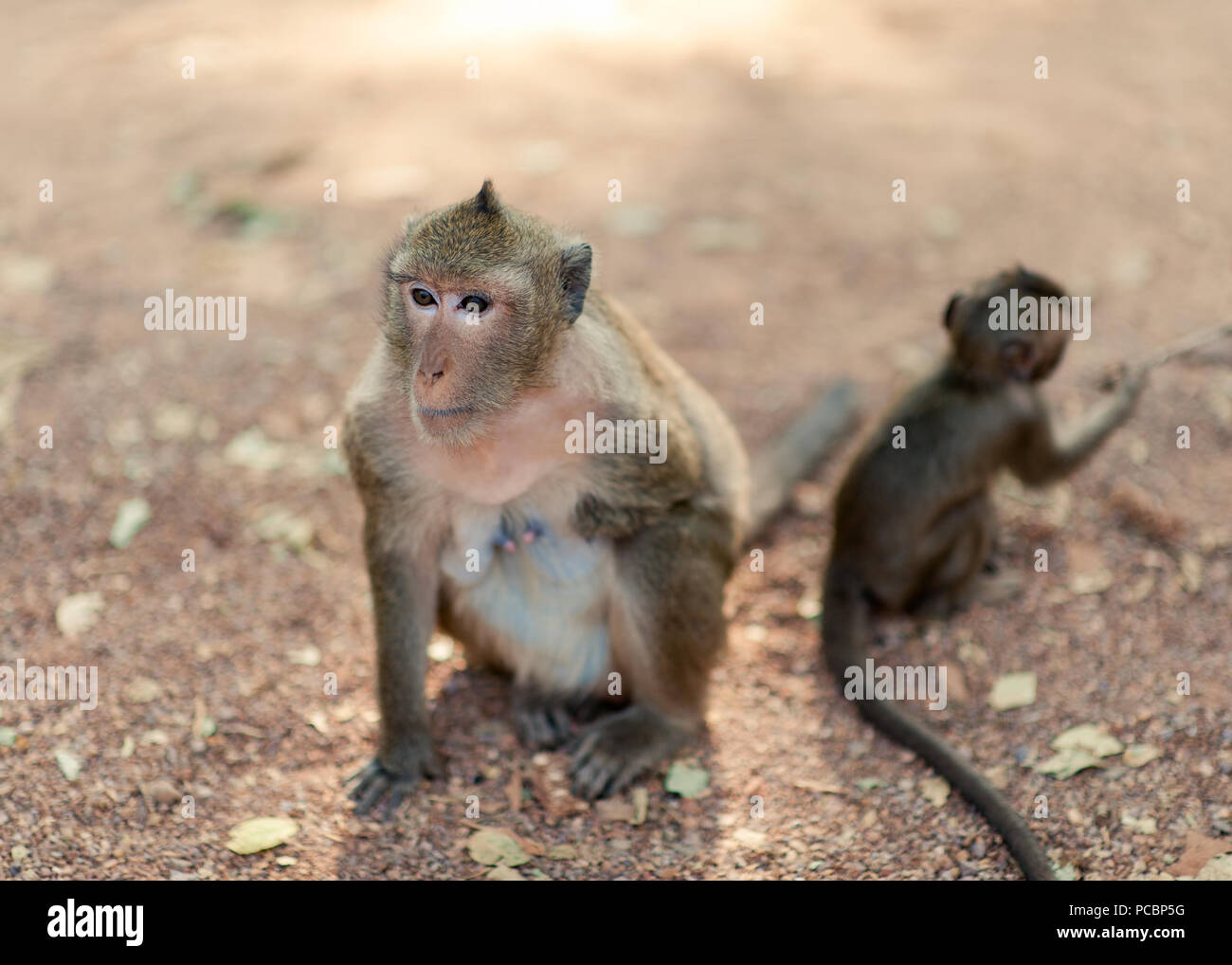 A mother monkey stays within close range and protects her young baby ...