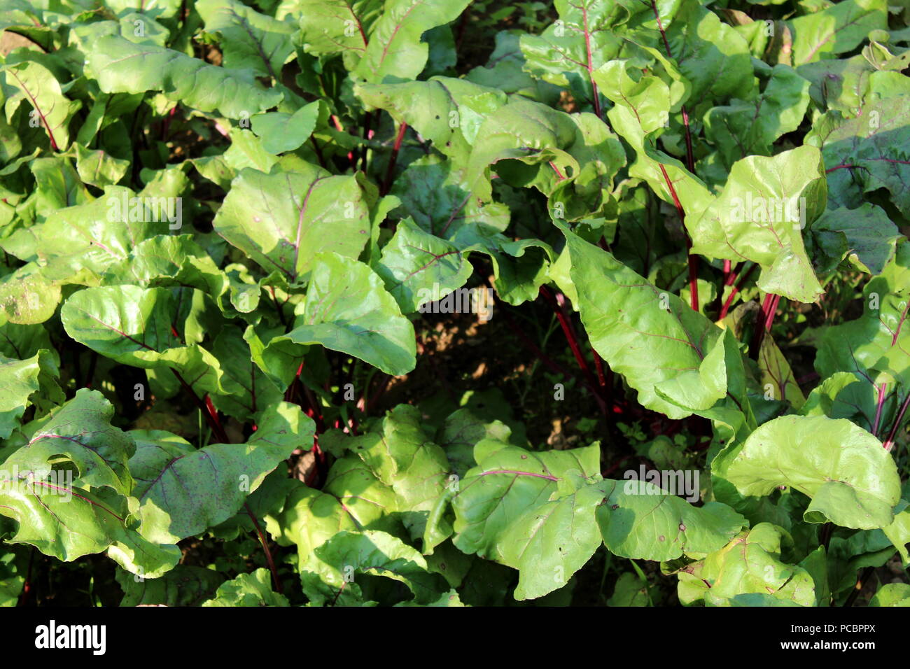 Beetroot or Beta vulgaris or Beet or Table beet or Garden beet or Red ...