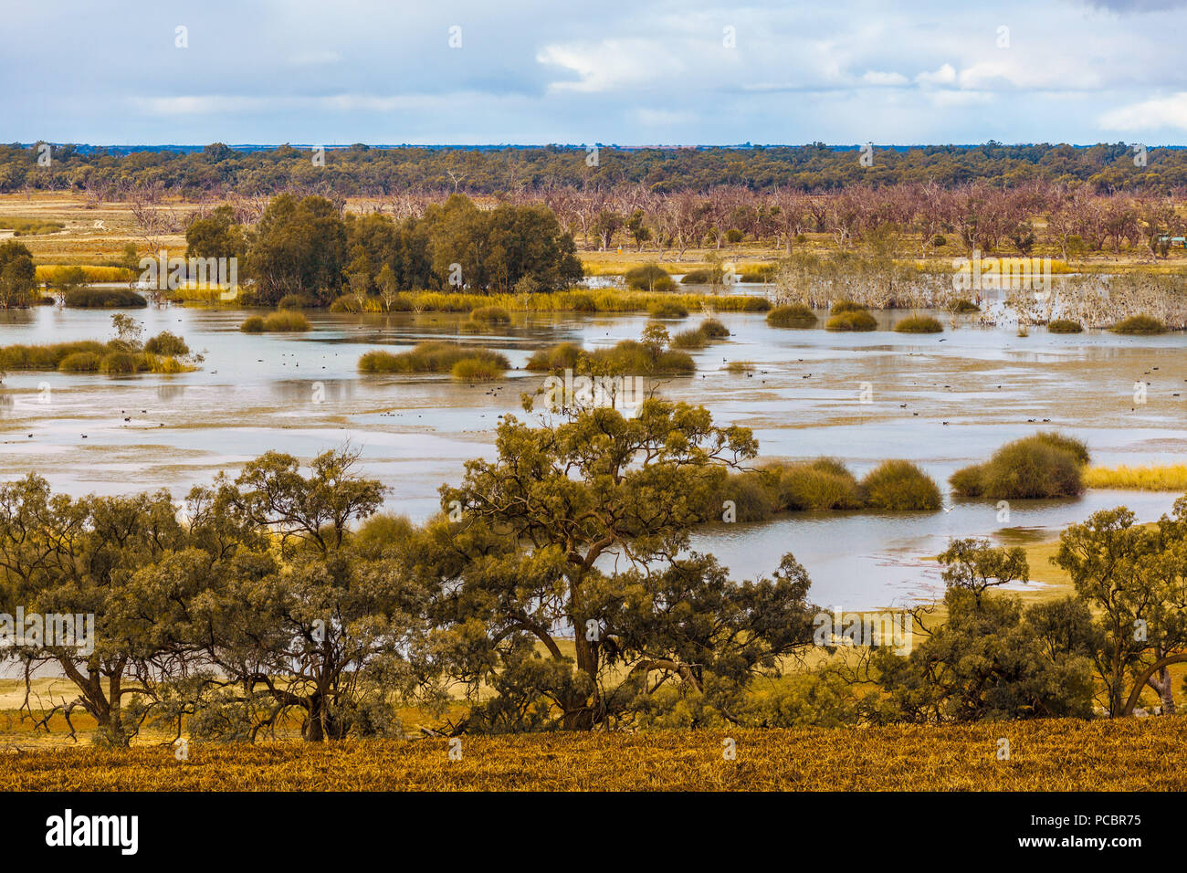 Murray River flowing through Riverland region of South Australia Stock ...
