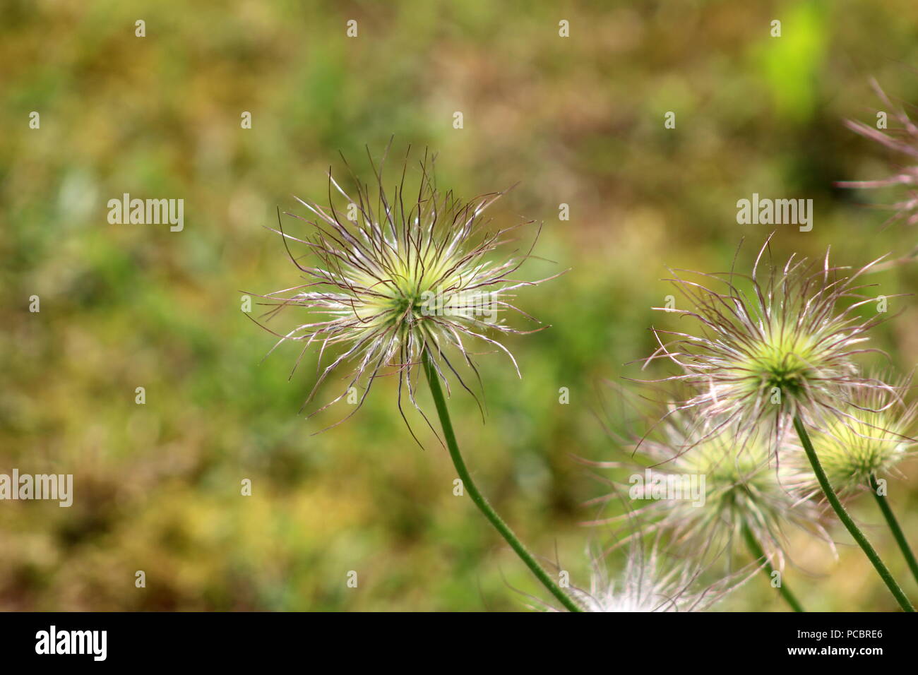 Pasque flower seed heads hi-res stock photography and images - Alamy