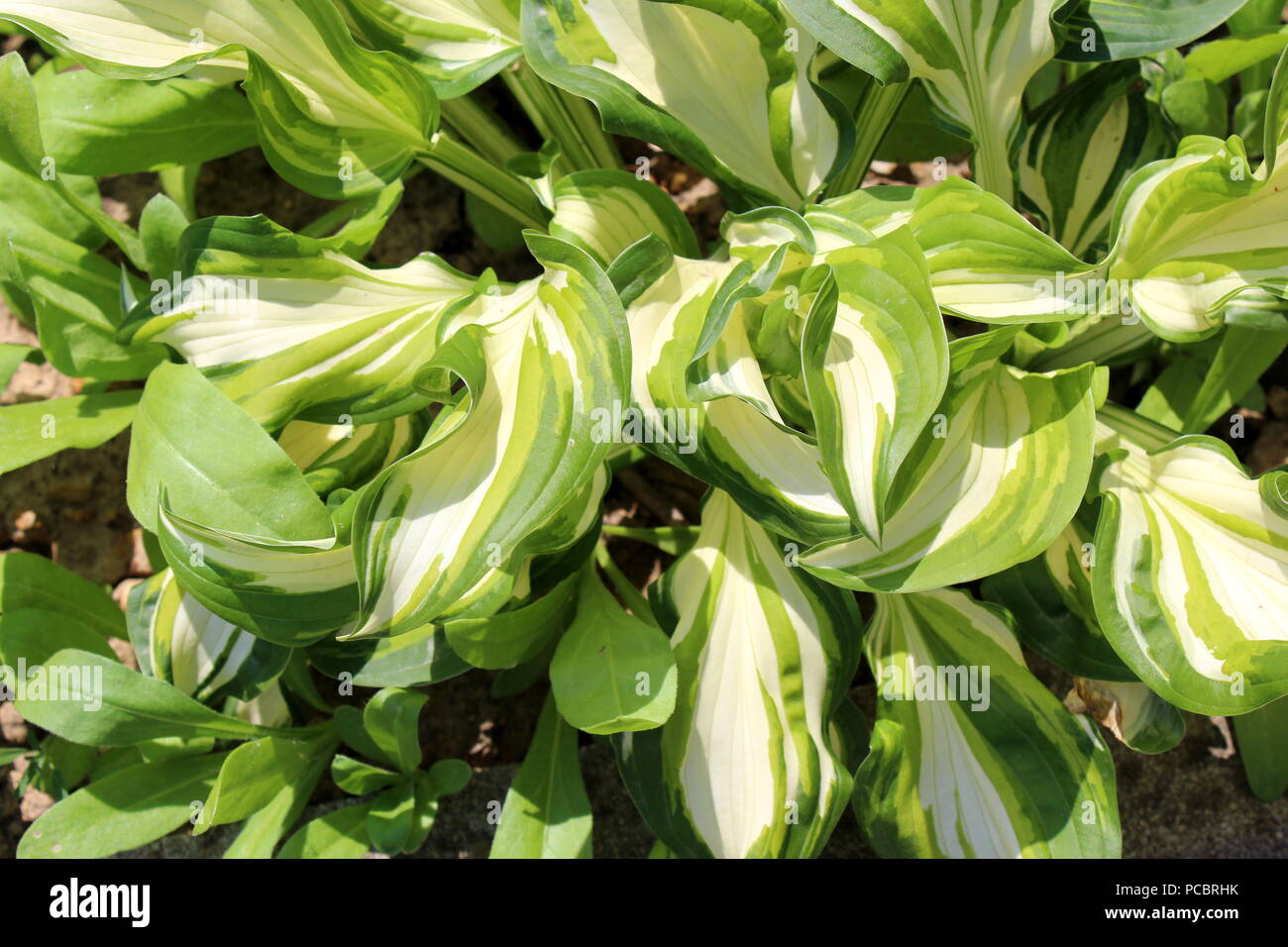Cluster lilies hi-res stock photography and images - Alamy