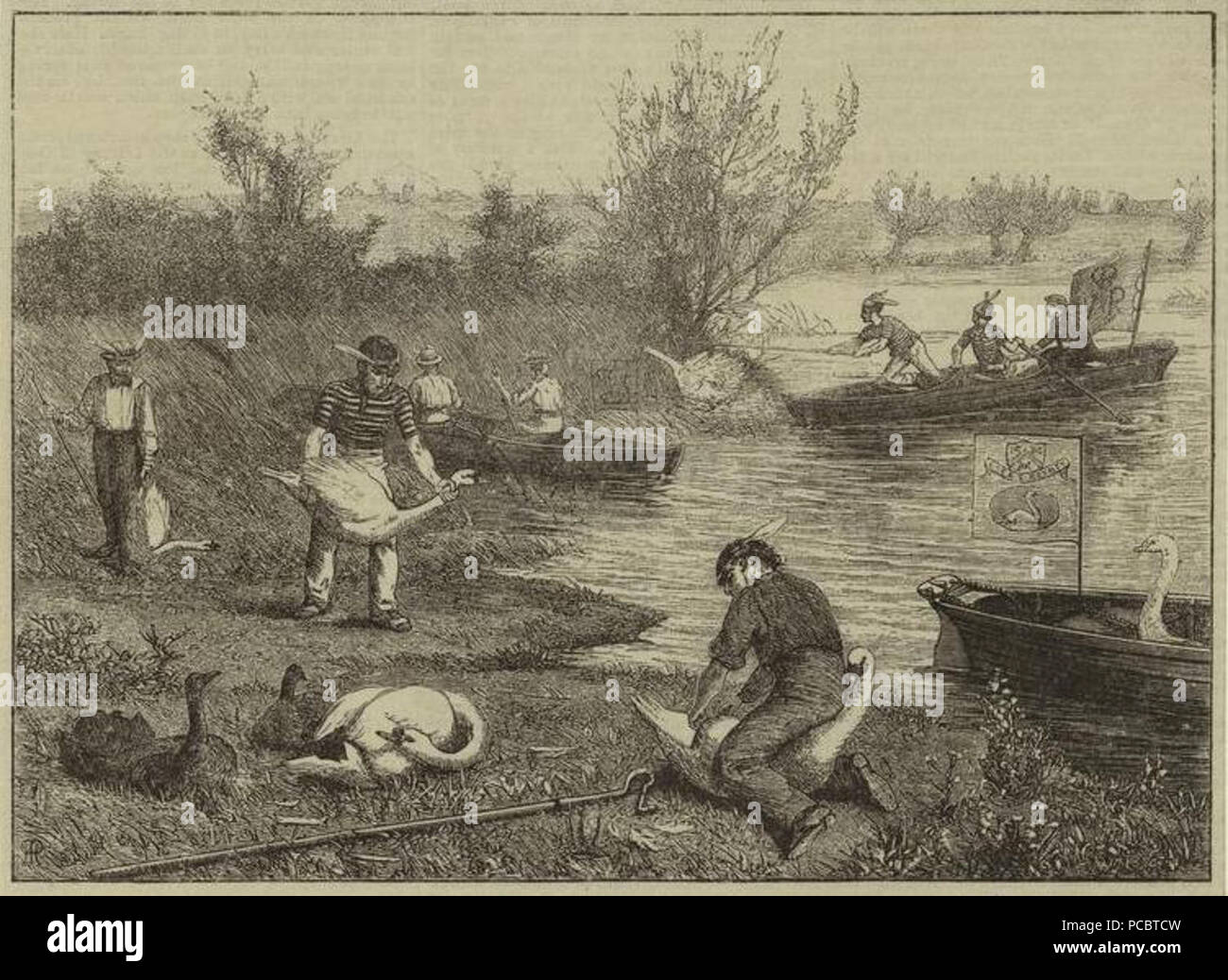 Upper swan hi-res stock photography and images - Alamy