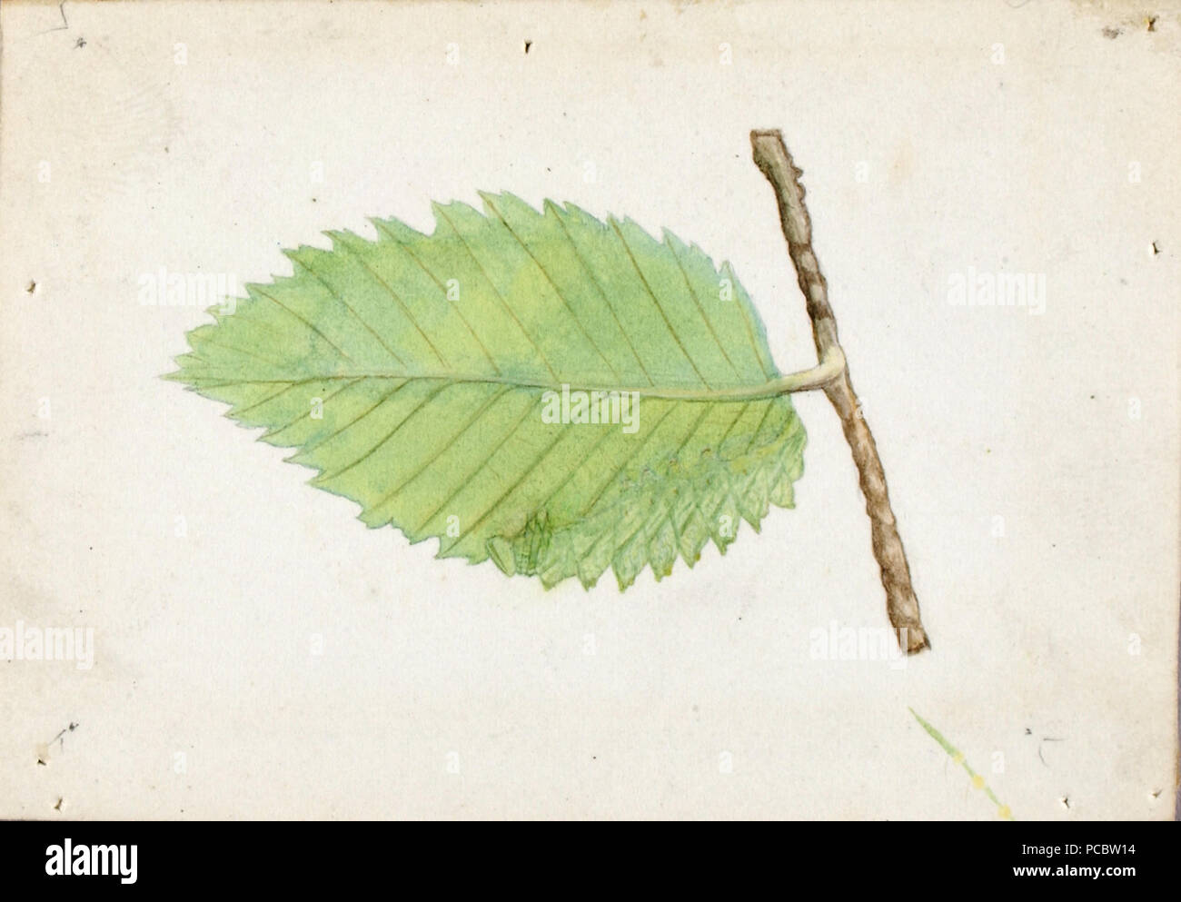 Jagged edge of leaf hi-res stock photography and images - Alamy
