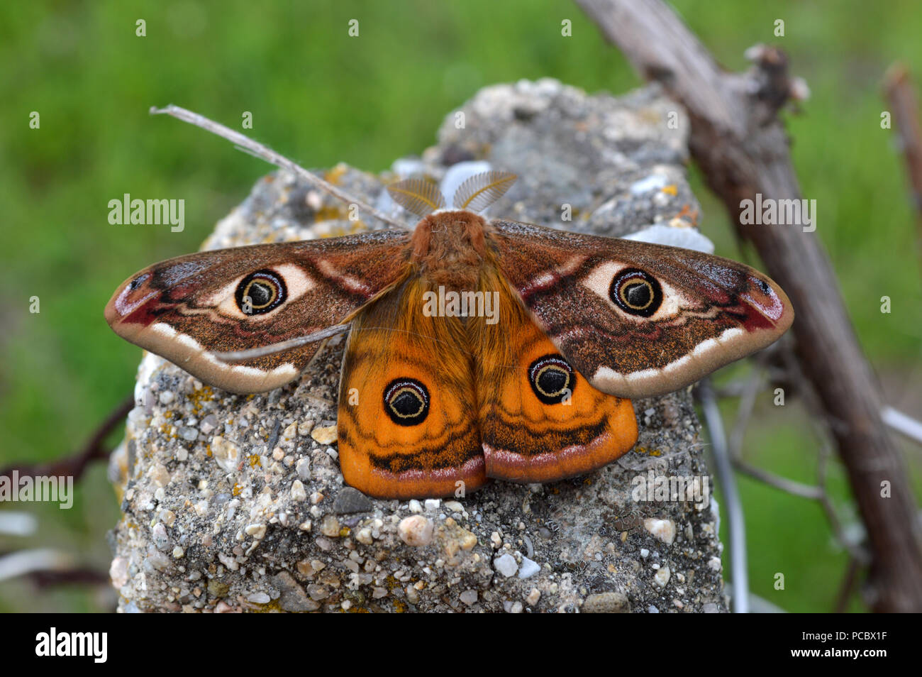 Emperor's Night Butterfly, Emperor Moth, Saturnia pavonia, Small ...