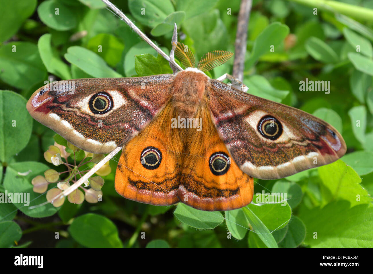 Black background emperor moth hi-res stock photography and images - Alamy