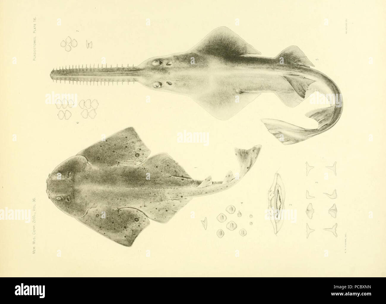 Pristis hi-res stock photography and images - Alamy