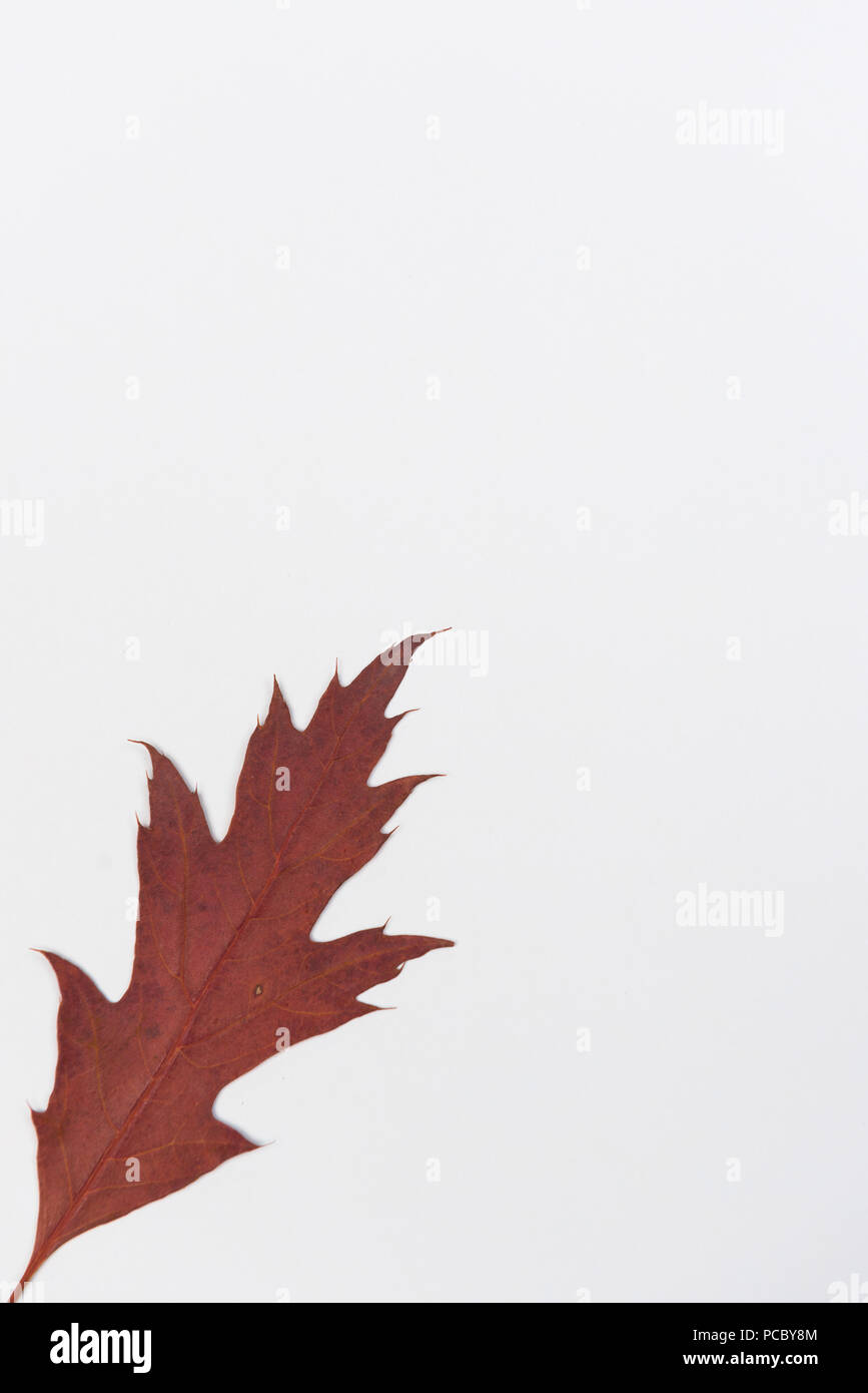 autumn background with natural elements Stock Photo - Alamy