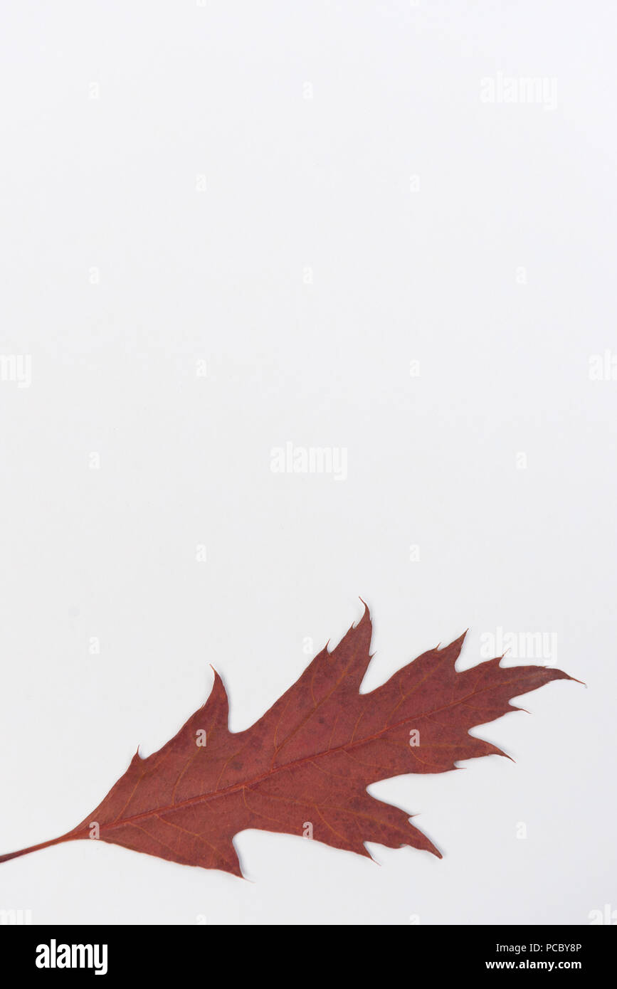 autumn background with natural elements Stock Photo - Alamy