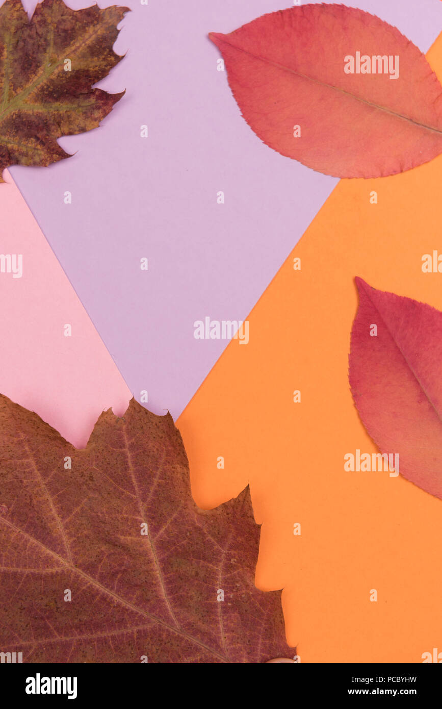 autumn background with natural elements Stock Photo - Alamy