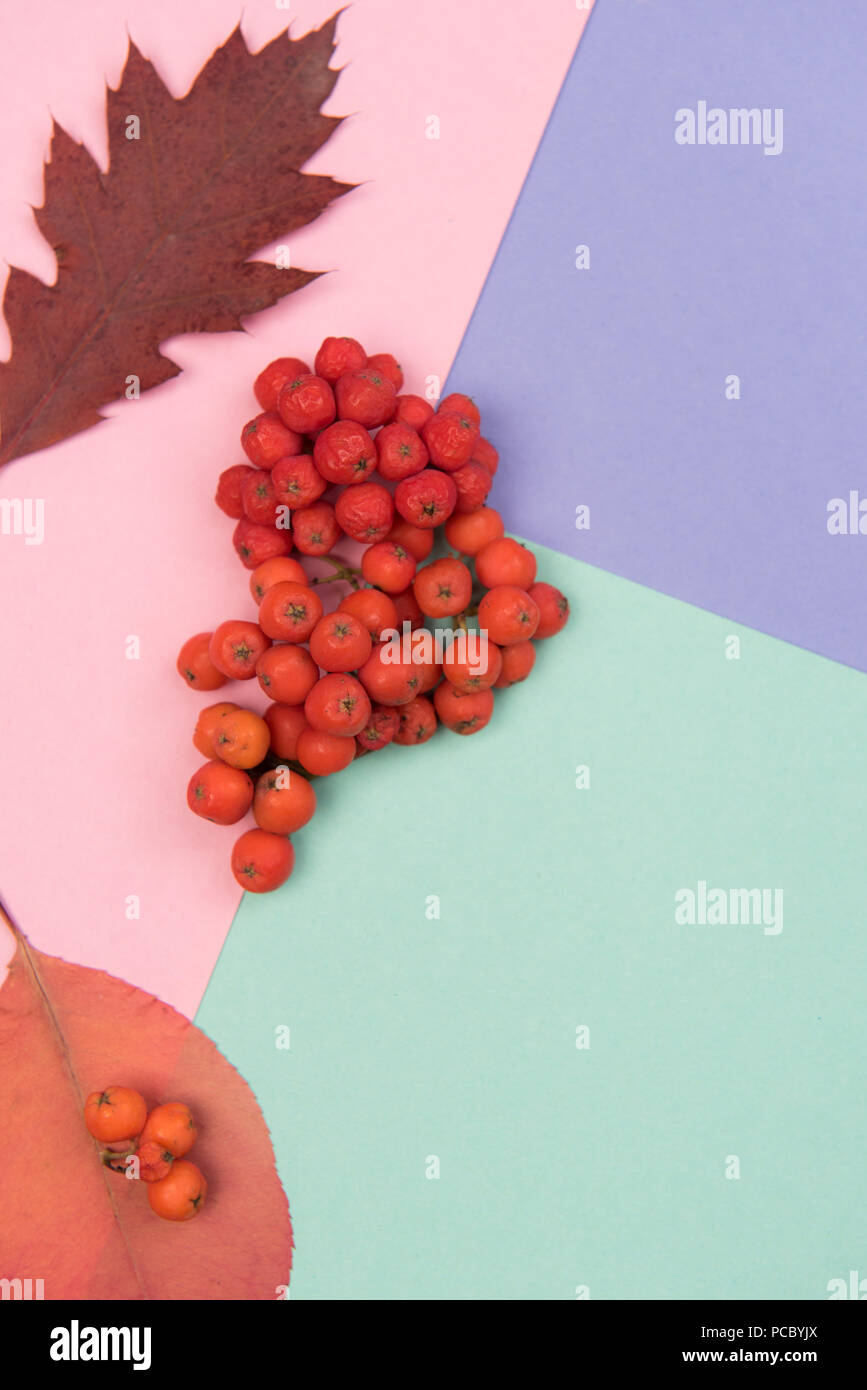 autumn background with natural elements Stock Photo - Alamy