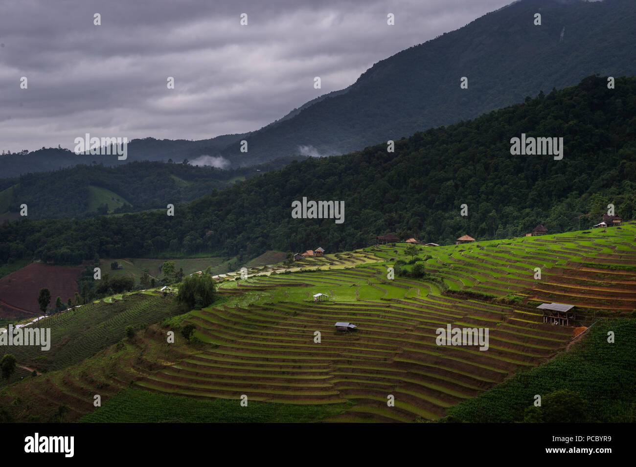 Chiangmai rice terrace hi-res stock photography and images - Alamy