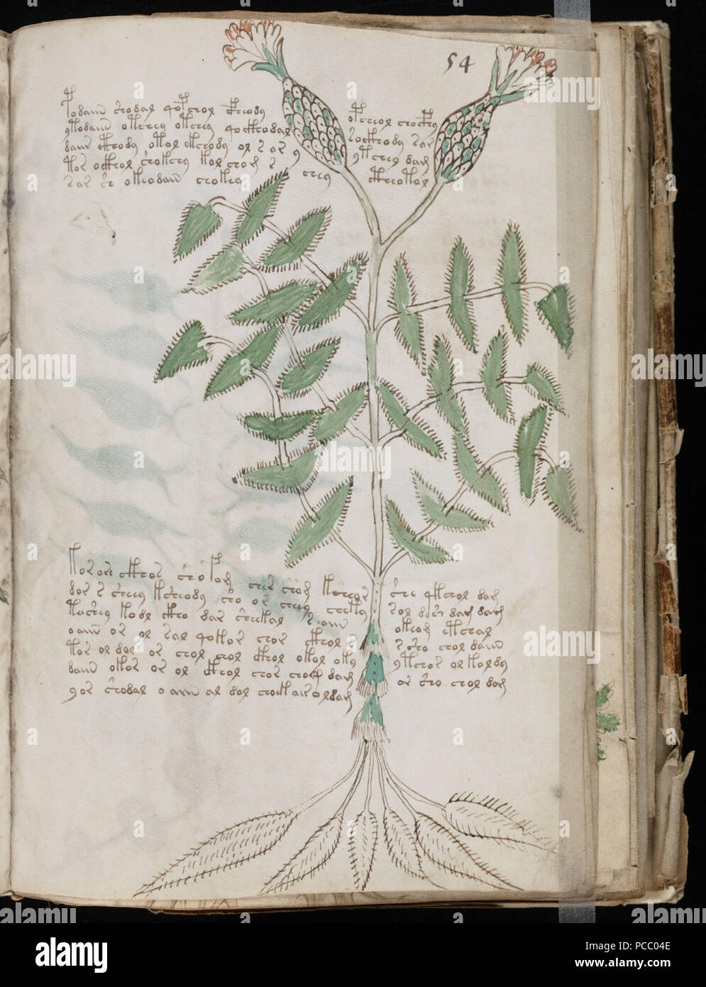 61 Voynich Manuscript (107 Stock Photo - Alamy