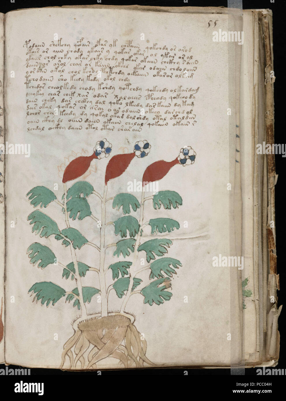 Early botanical manuscript hi-res stock photography and images - Alamy