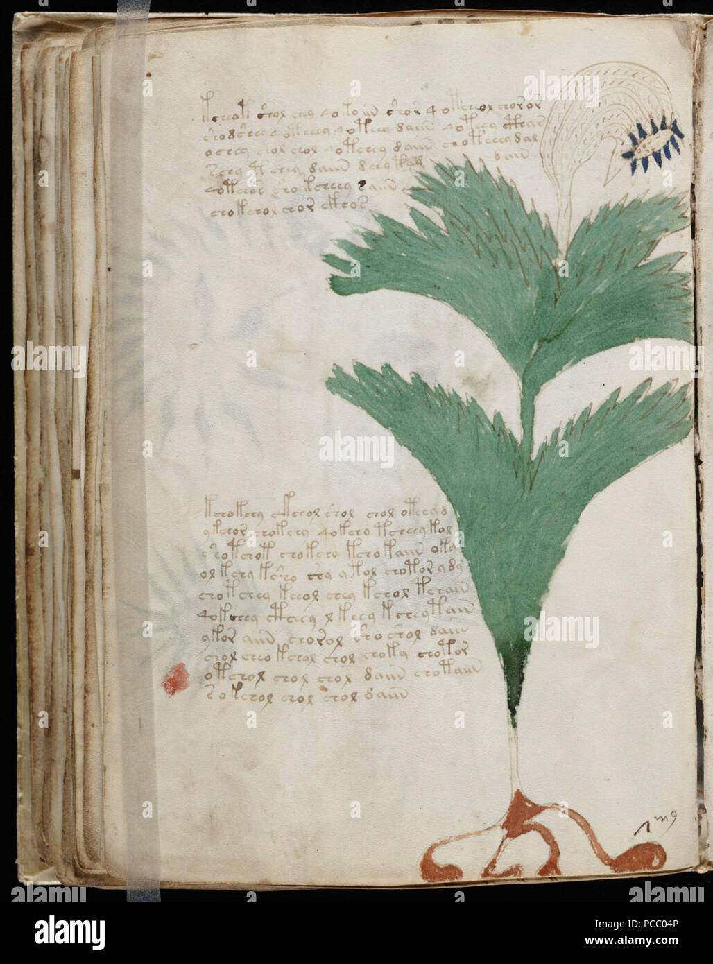 61 Voynich Manuscript (112 Stock Photo - Alamy