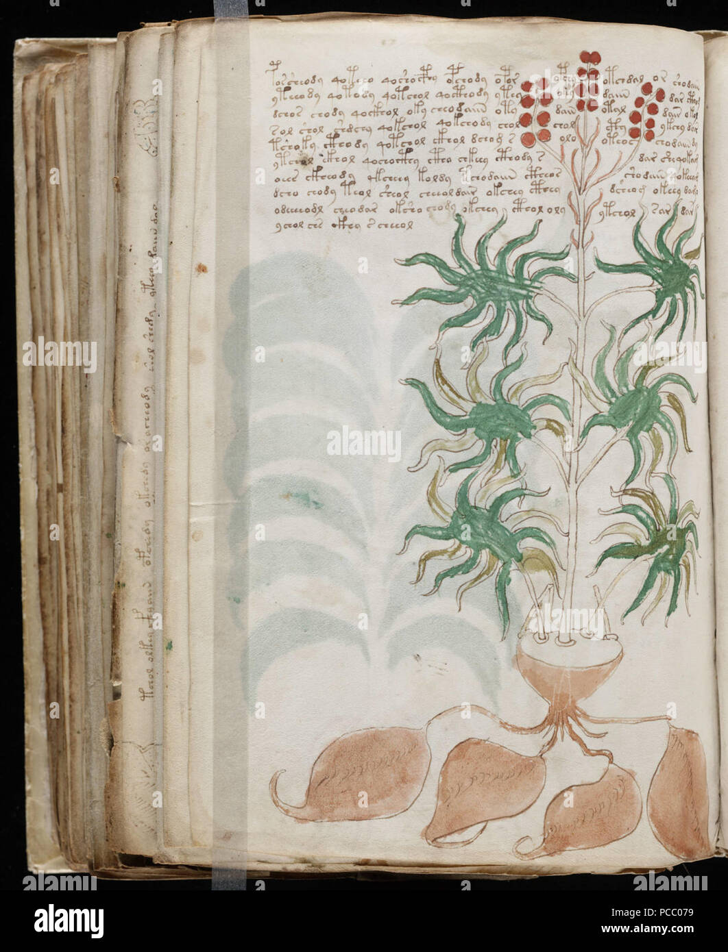 Voynich code hi-res stock photography and images - Alamy
