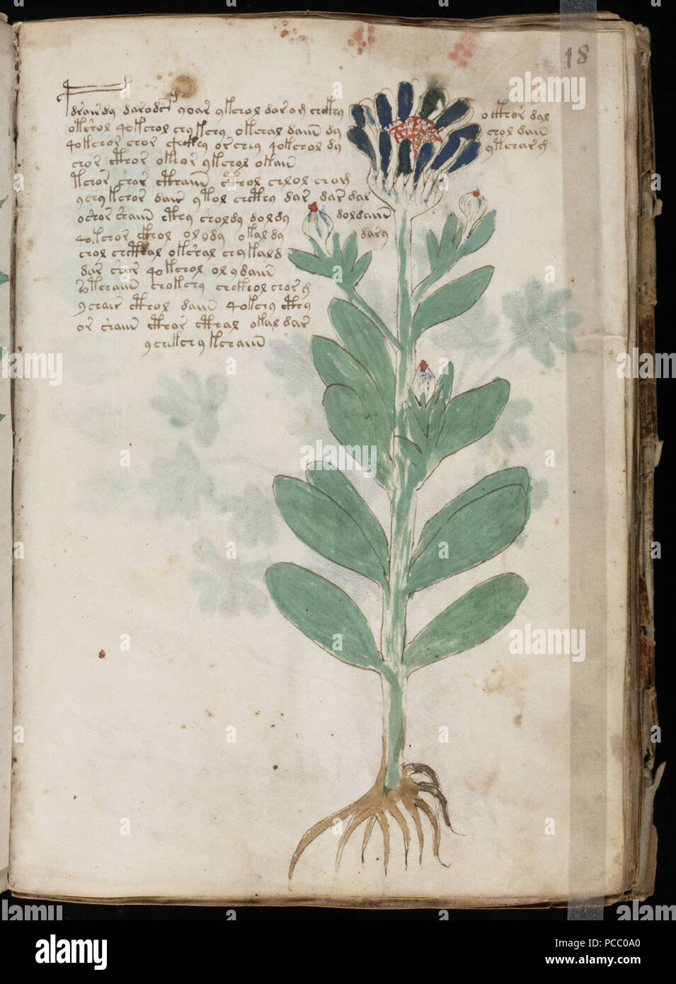 Early botanical manuscript hi-res stock photography and images - Alamy