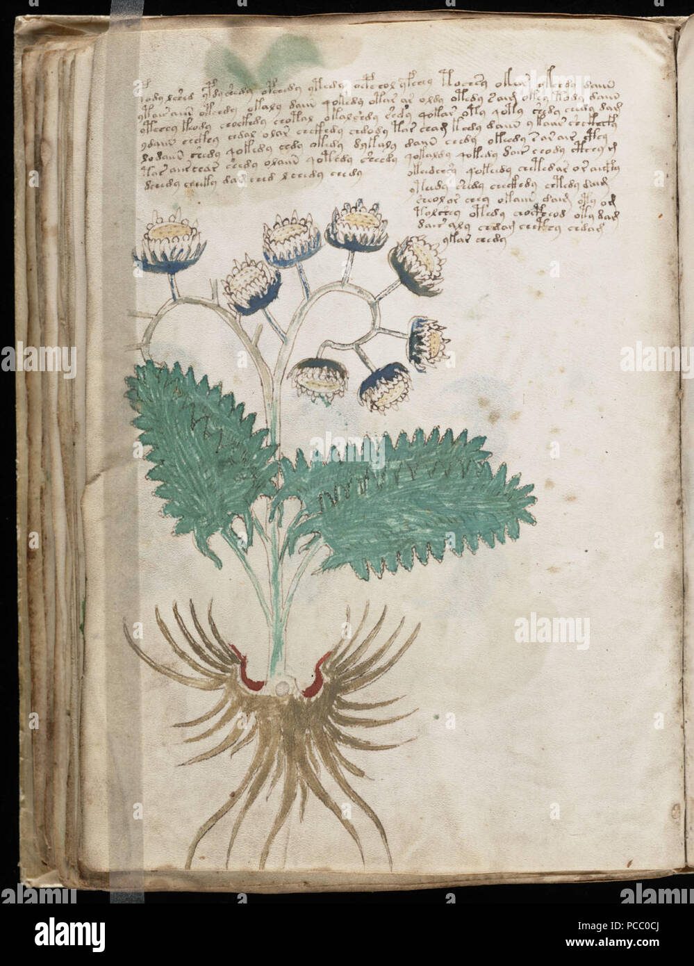 Voynich code hi-res stock photography and images - Alamy