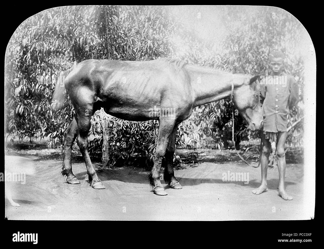 Two team horses horses hi-res stock photography and images - Alamy