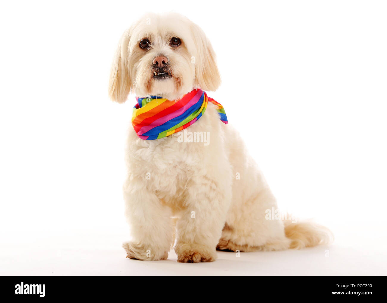 Cat dog in tin hi-res stock photography and images - Alamy