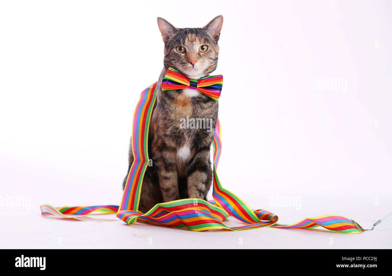 Cat dog in tin hi-res stock photography and images - Alamy