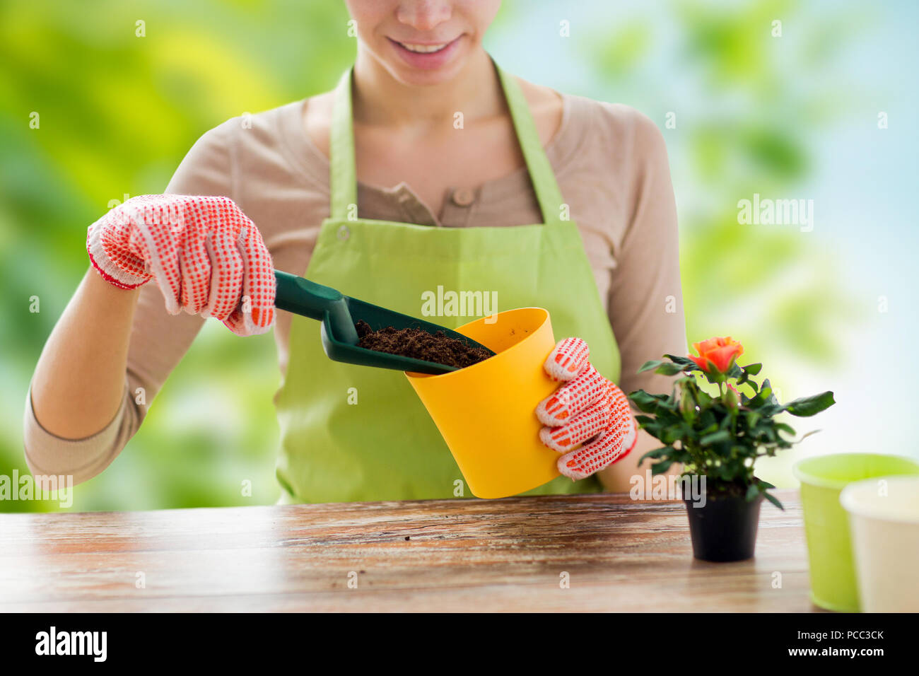 close up of female gardener planting rose flower Stock Photo - Alamy