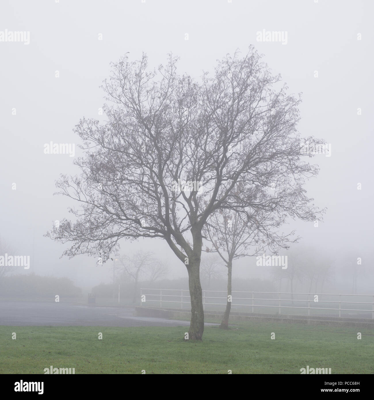 Two Trees in park fog and mist in wilderness woodlands Stock Photo - Alamy