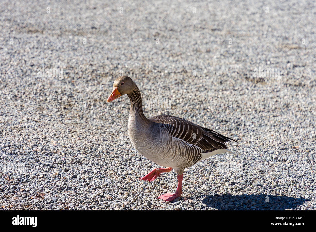 Norwegian duck hi-res stock photography and images - Alamy