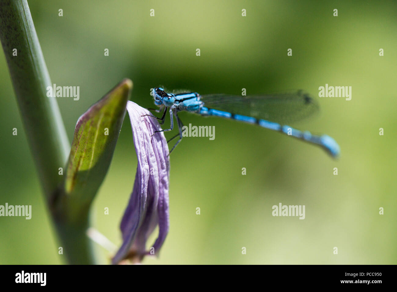 A male common blue damselfly (Enallagma cyathigerum) on a hosta Stock ...