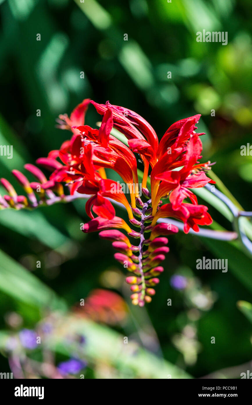 A close up of a Crocosmia 'Lucifer' in flower Stock Photo - Alamy