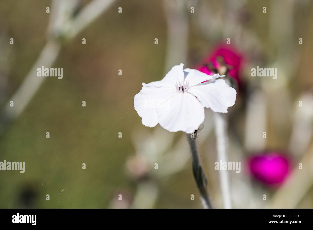 Lychnis coronaria alba hi-res stock photography and images - Alamy