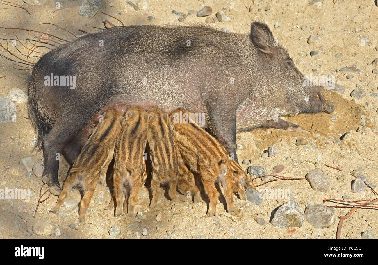 Central European wild boar (Sus scrofa scrofa) piglets suckling Stock ...