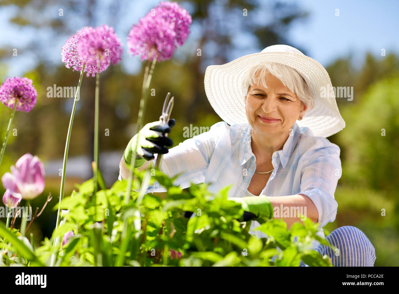 senior woman with garden pruner and allium flowers Stock Photo - Alamy
