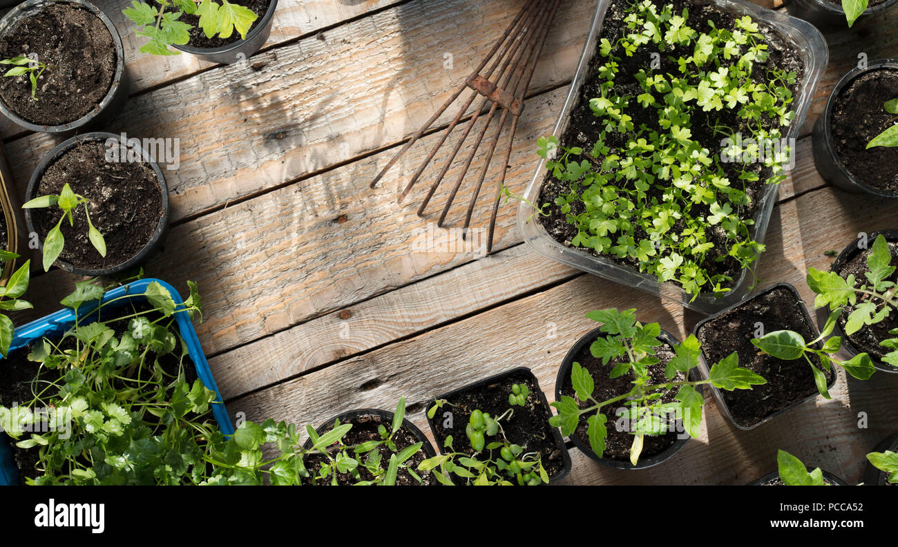 Spring garden works. Plants in pots on wooden planks Stock Photo - Alamy