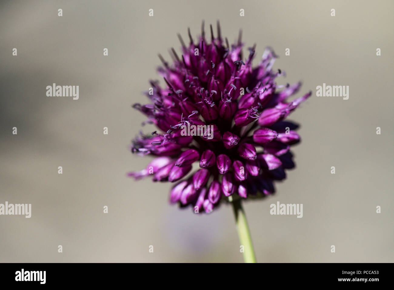 The flower head of a round-headed garlic (Allium sphaerocephalon Stock ...
