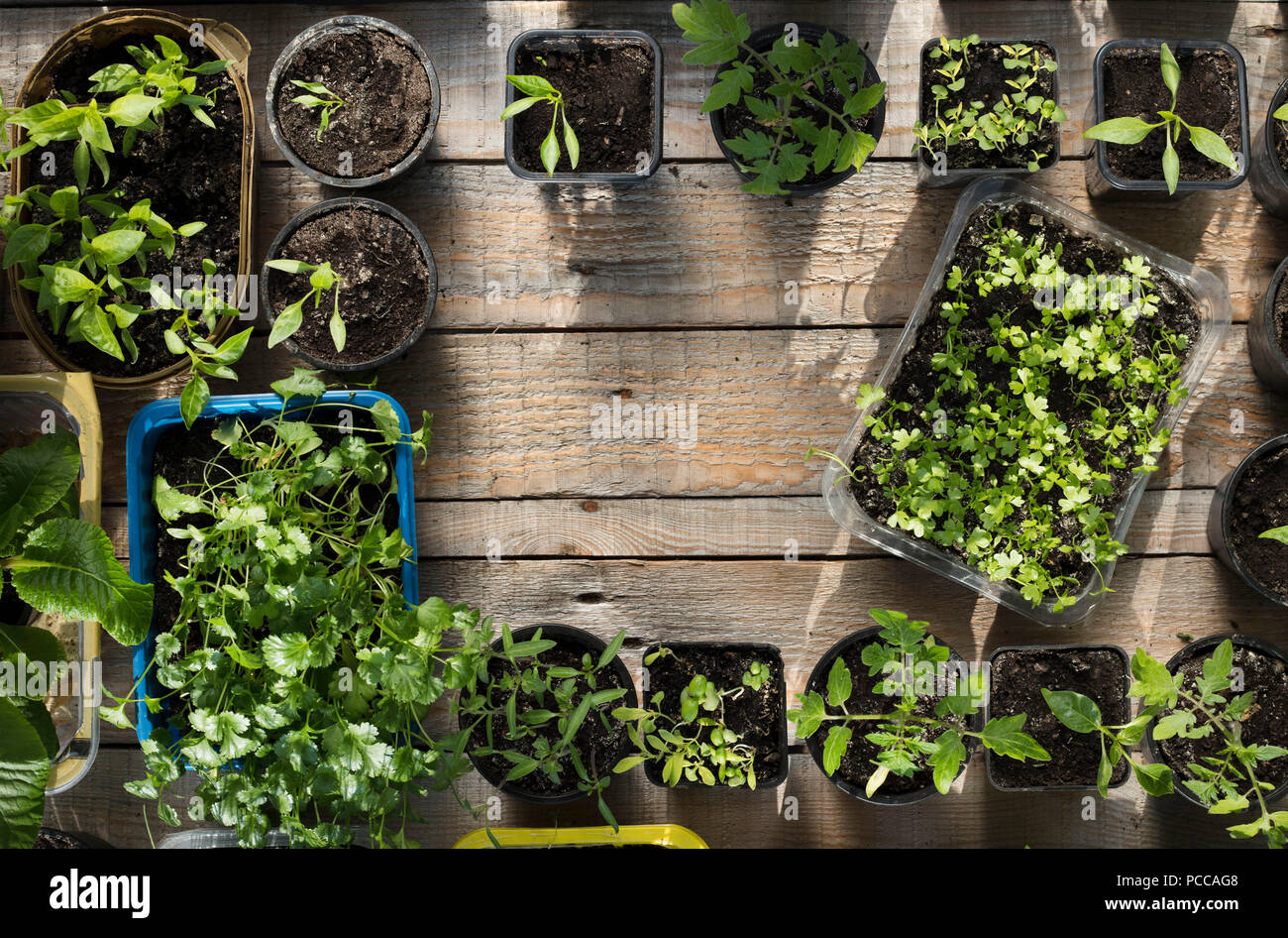 Hobby gardener works in hi-res stock photography and images - Alamy