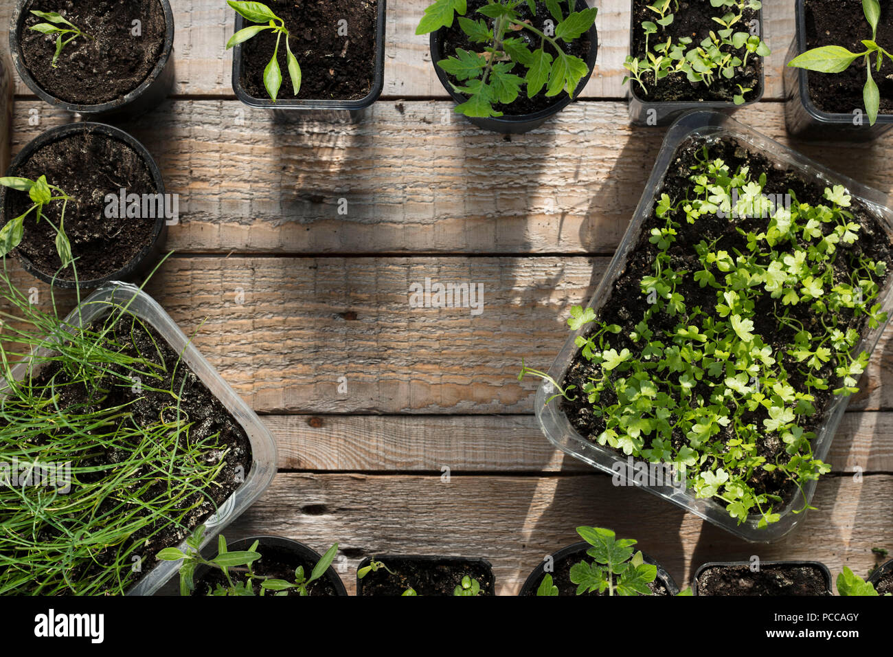 Spring garden works. Plants in pots on wooden planks Stock Photo - Alamy