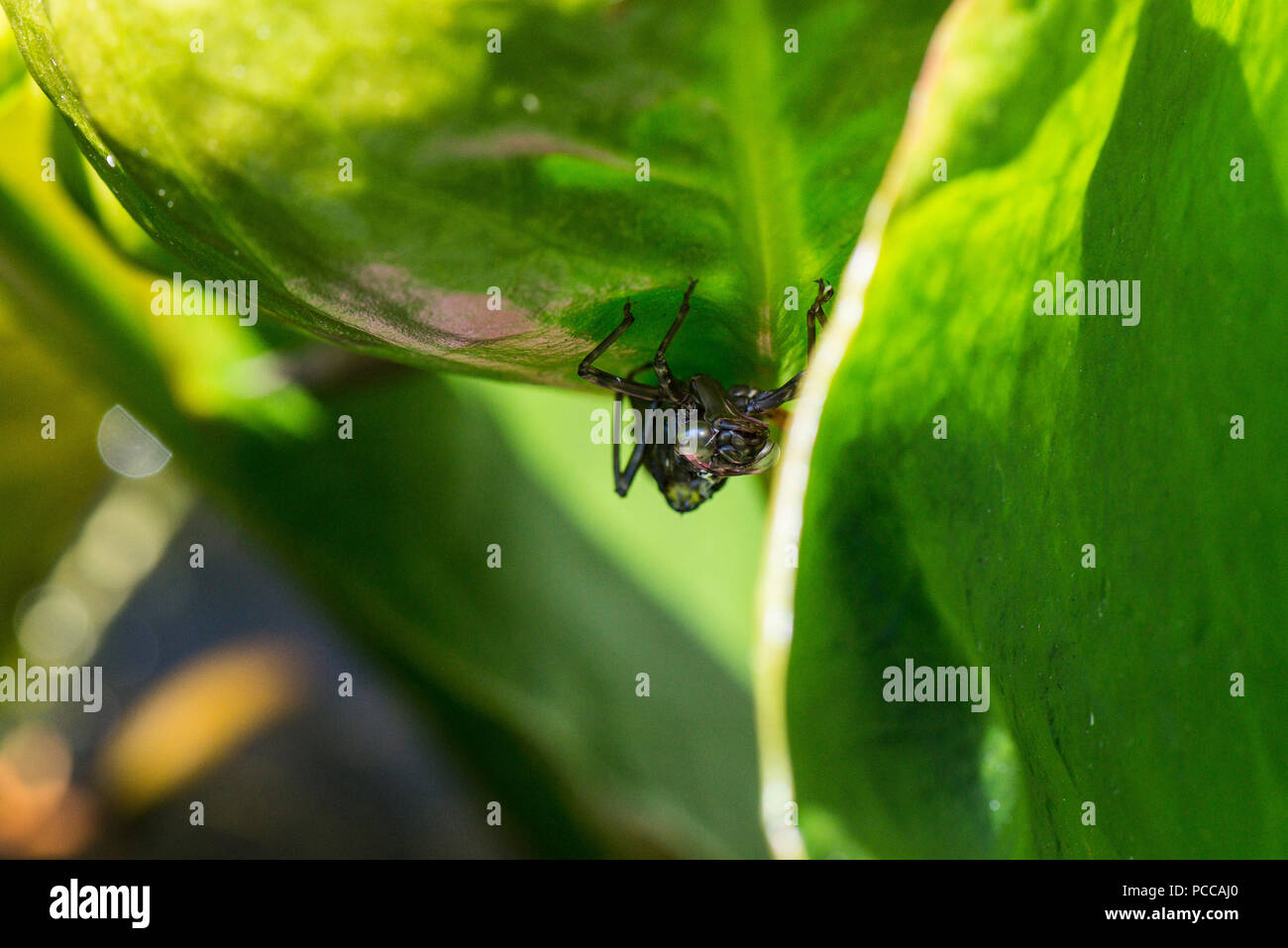 A dragonfly nymph cast skin on a leaf Stock Photo - Alamy