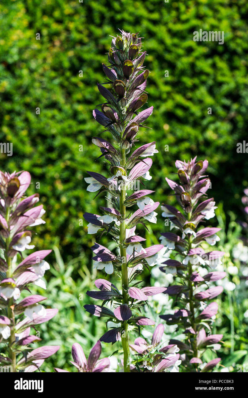 Bear's breeches (Acanthus mollis Stock Photo - Alamy