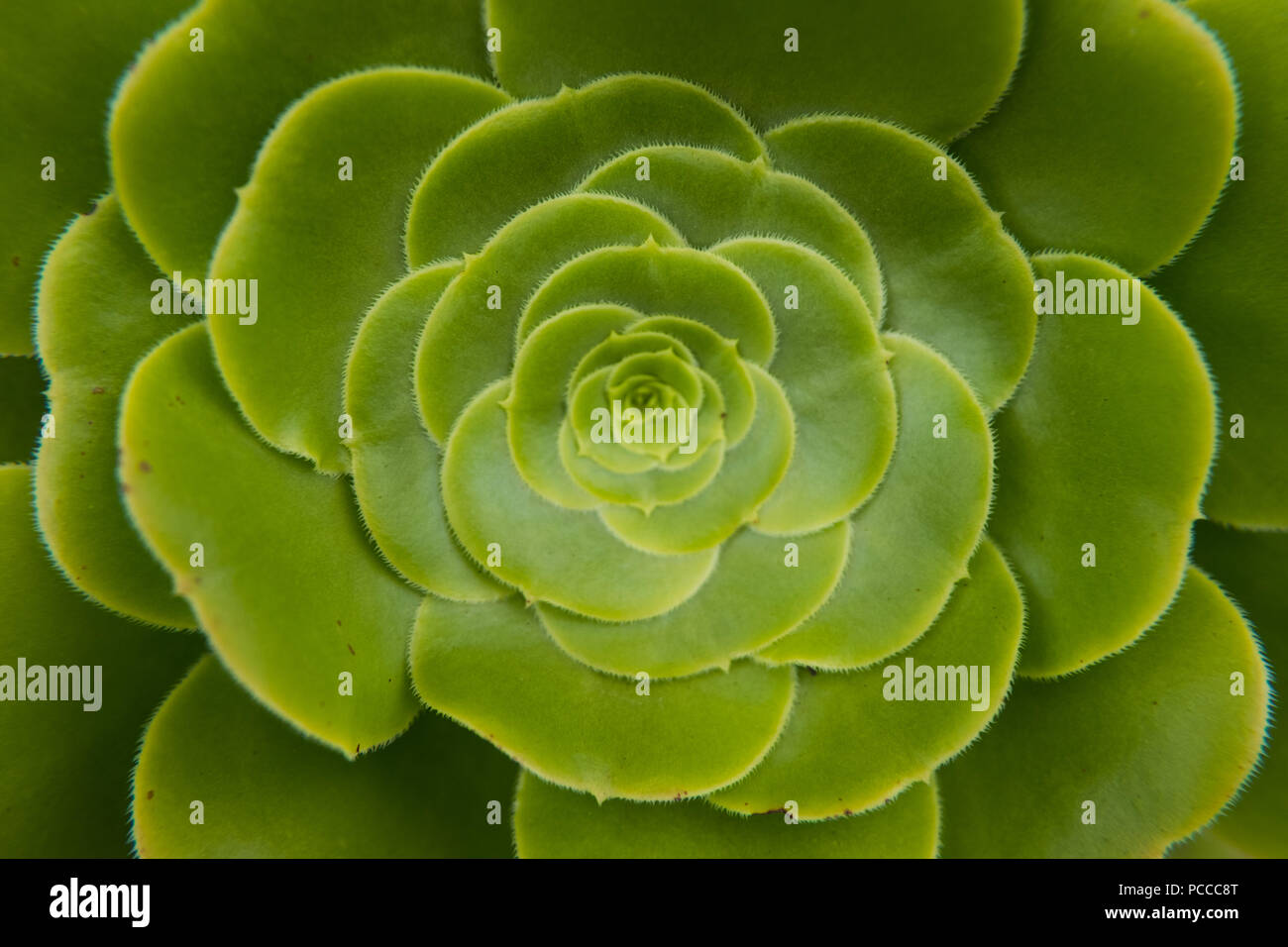 Nature wallpaper background of fat plant. Close-up texture photo. No ...