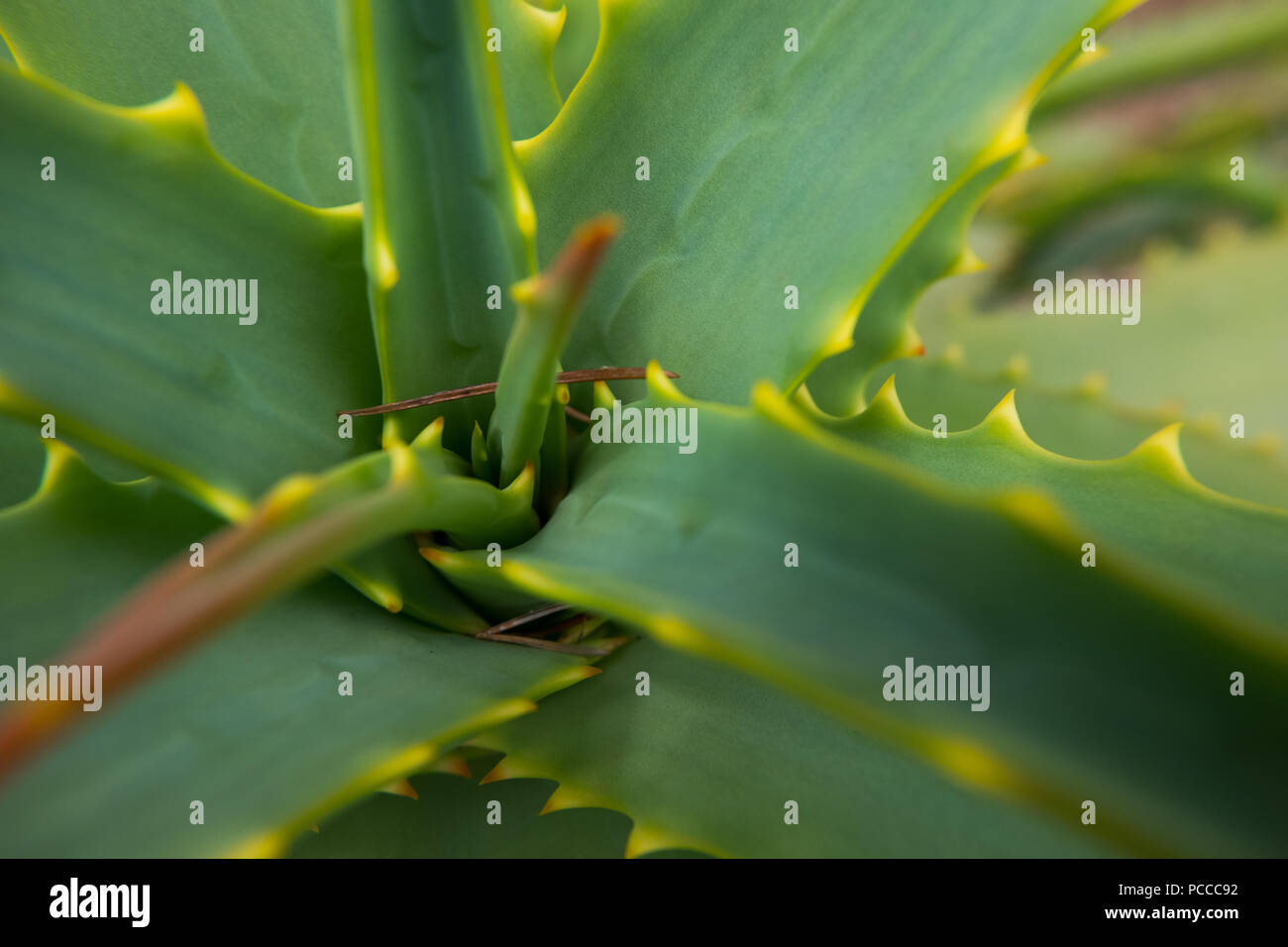Nature wallpaper background of fat plant. Close-up texture photo. No ...