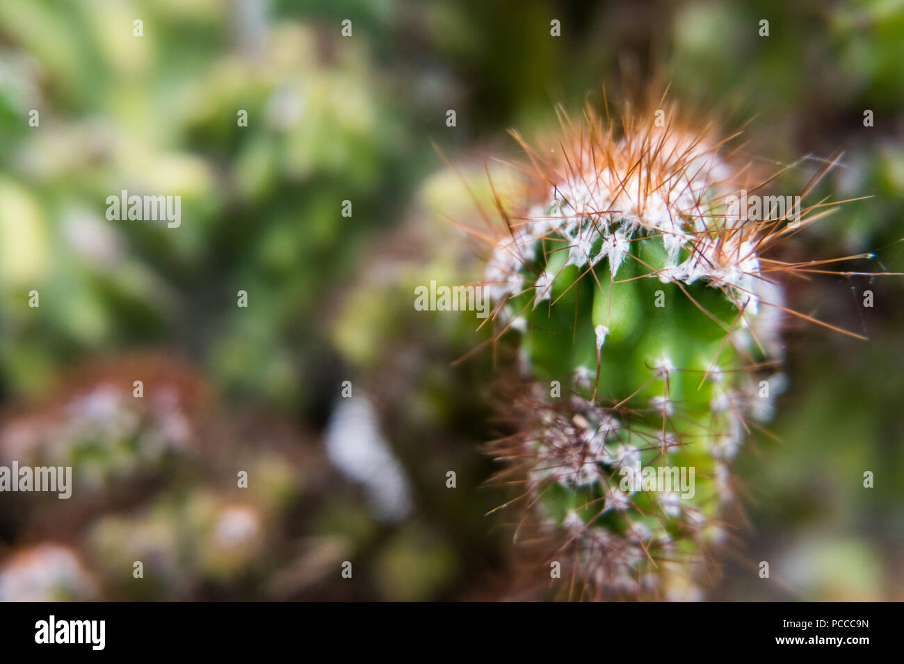 Nature wallpaper background of fat plant. Close-up texture photo. No ...