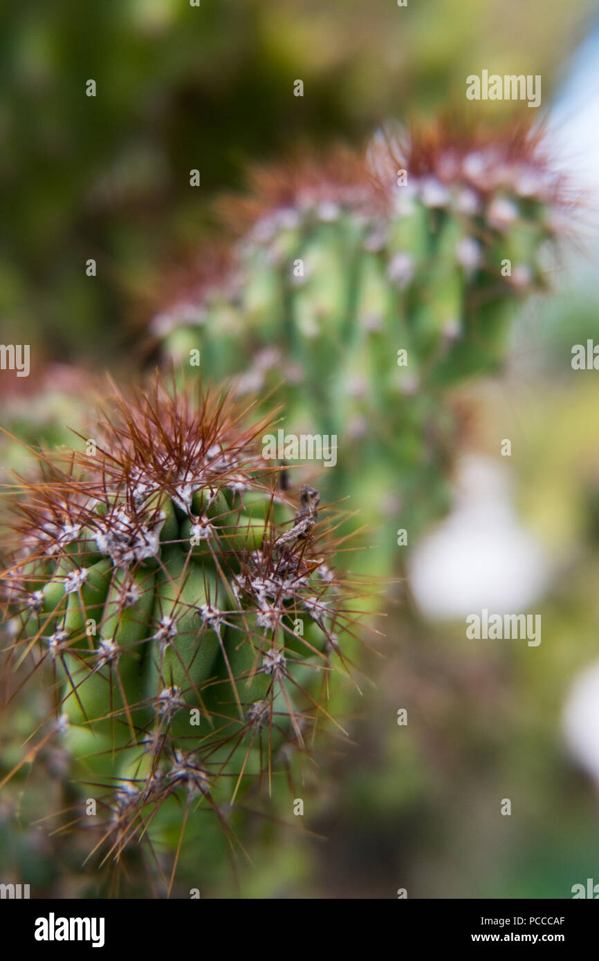 Nature vertical photo of fat plant. Close-up texture photo. No people ...