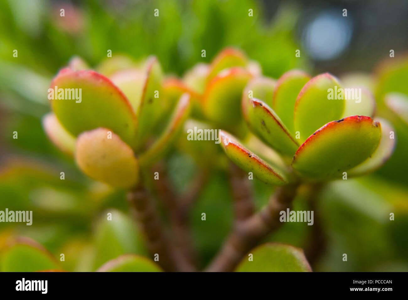 Nature wallpaper background of fat plant. Close-up texture photo. No ...