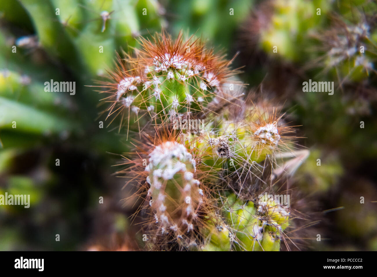 Nature wallpaper background of fat plant. Close-up texture photo. No ...